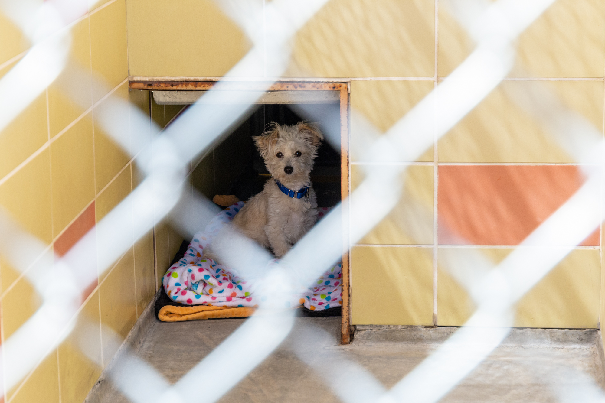 Following a frantic year, Pets In Need gradually reopens to ...