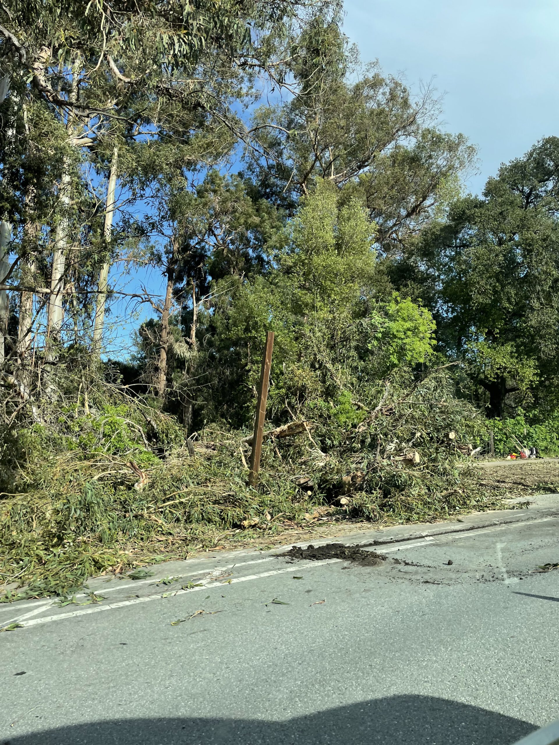 Neighbors call on Stanford to remove trees after man died from tree ...