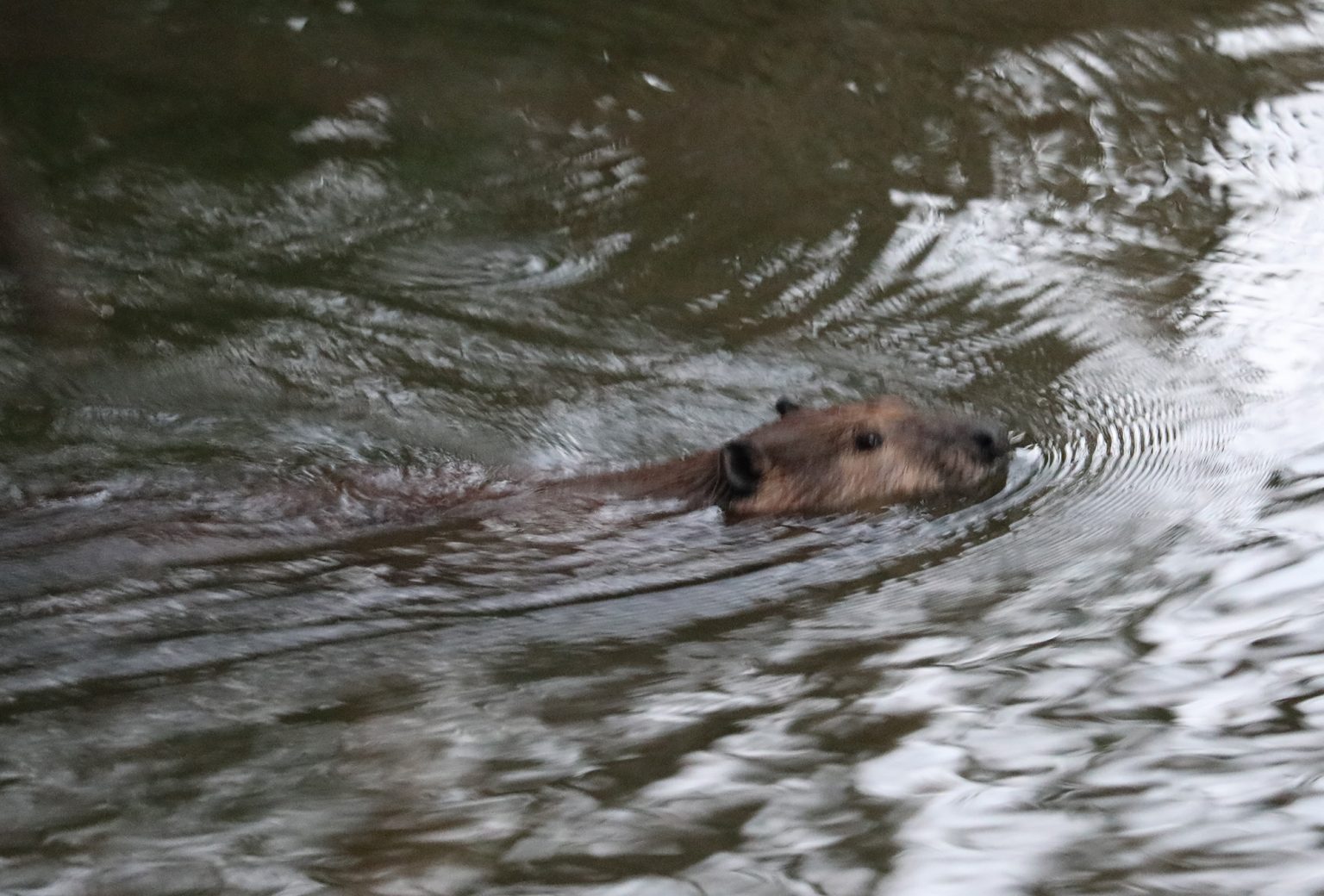 First young beaver makes an appearance in Palo Alto Baylands in over ...
