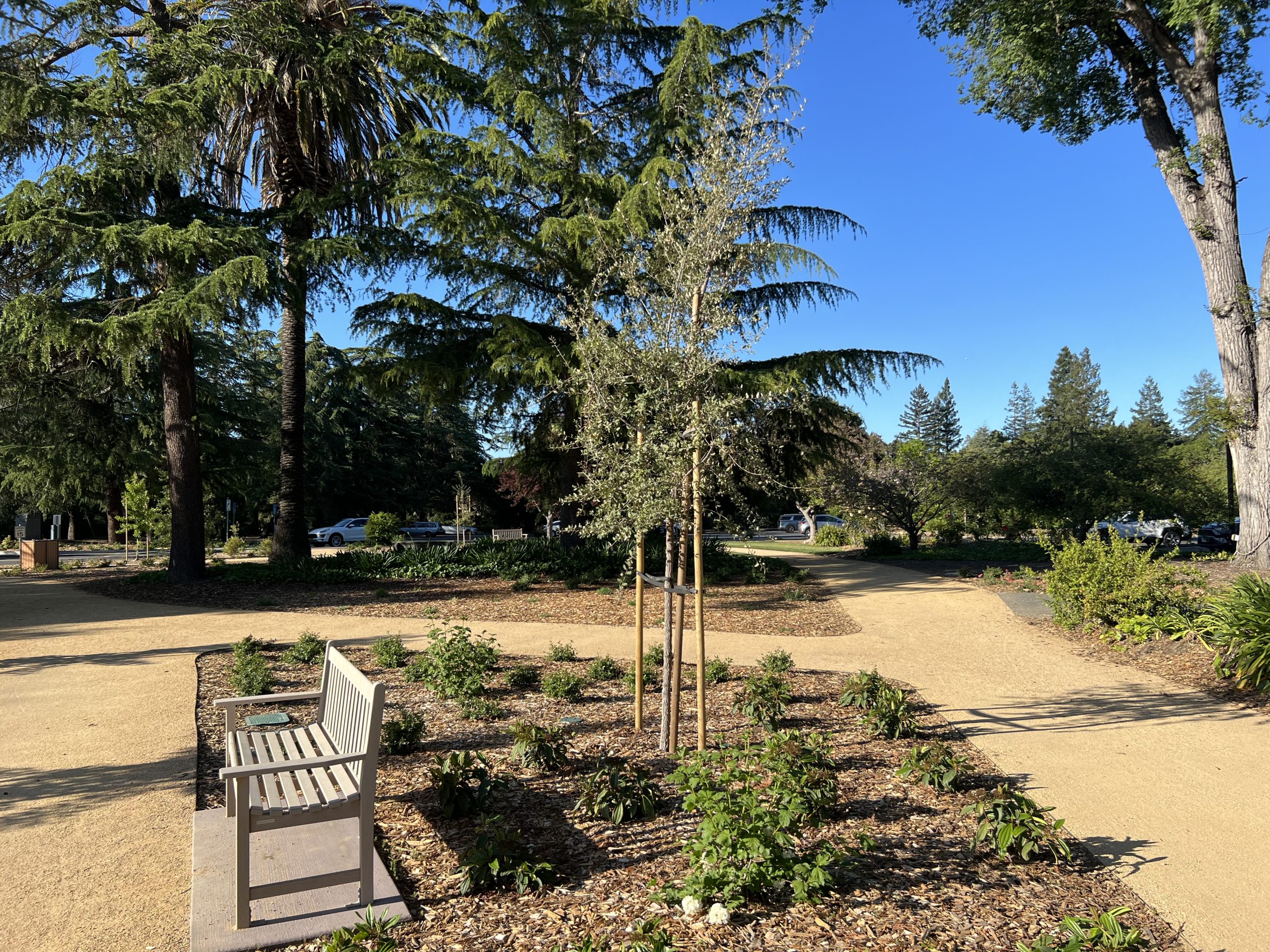 44 new trees planted in Atherton's park - The Almanac