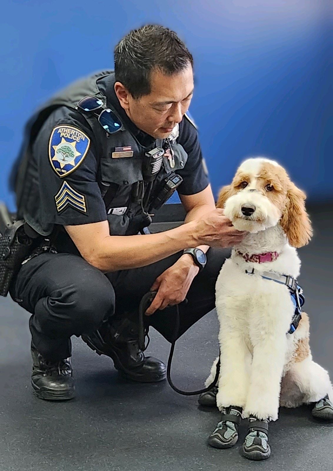 Atherton Police’s newest employee is Emmy the therapy dog - The Almanac