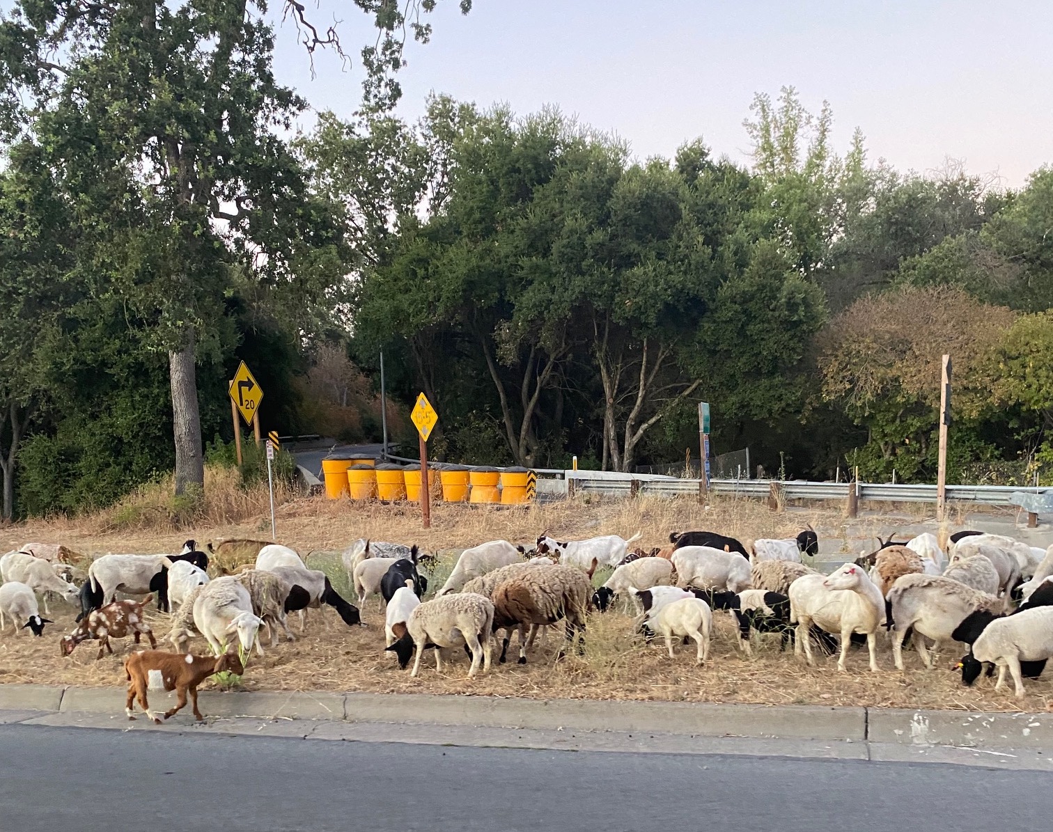 Overnight goats: A herd of escaped goats snarls traffic along Alpine ...