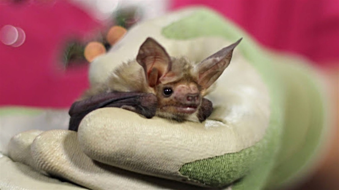 Community briefs: Meet bats in Menlo Park, give input on playground ...