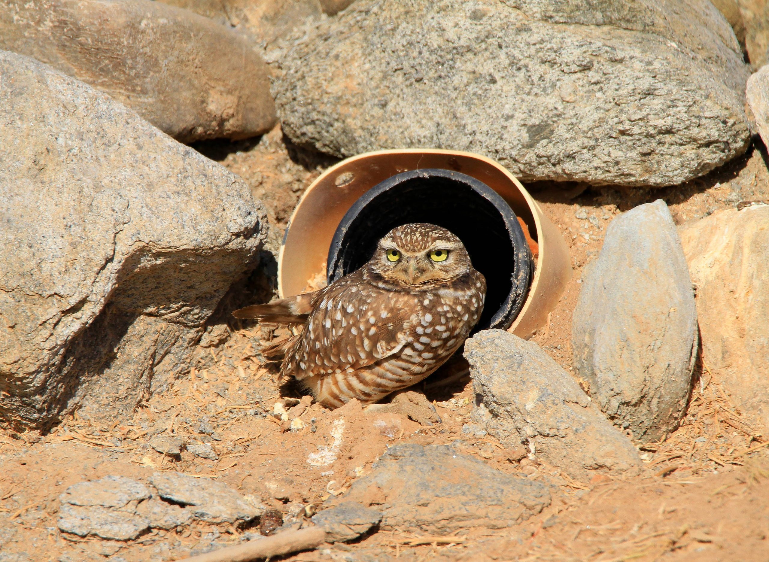 Western burrowing owls move closer to possible legal protection as ...