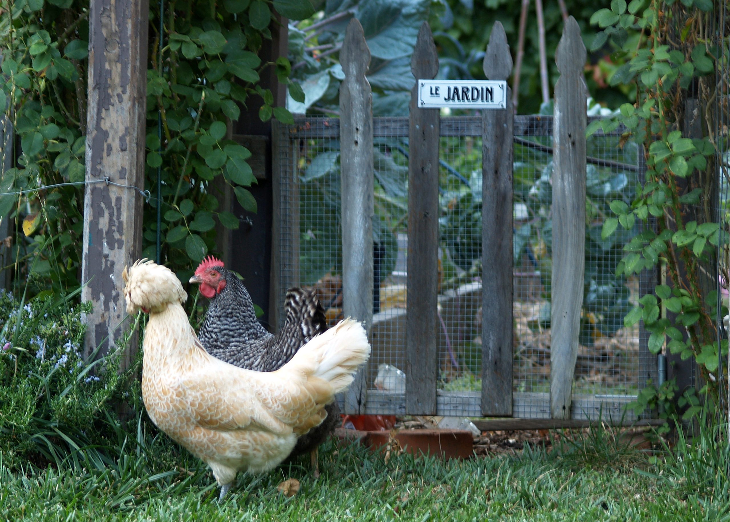 Atherton reinstates chicken regulations - The Almanac